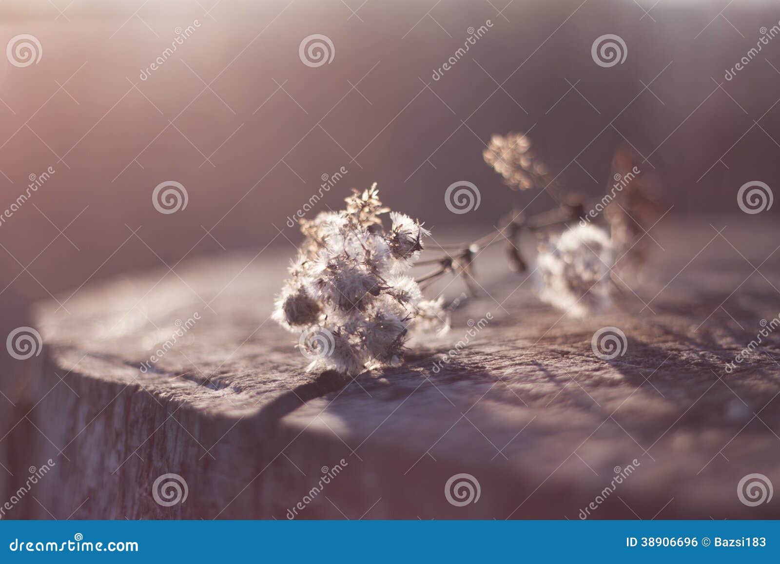 Autumn Sadness stock photo. Image of flower, white, colors - 38906696