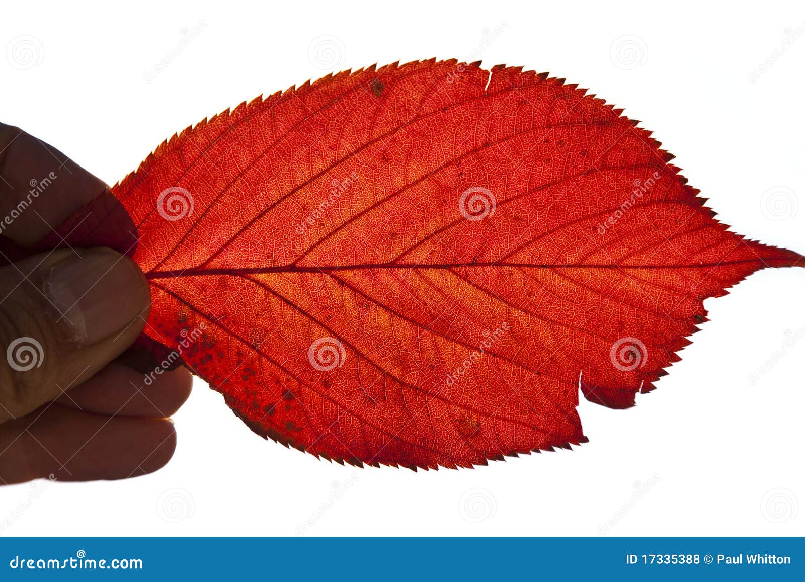 Autumn sakura leaf stock photo. Image of japanese, season - 17335388
