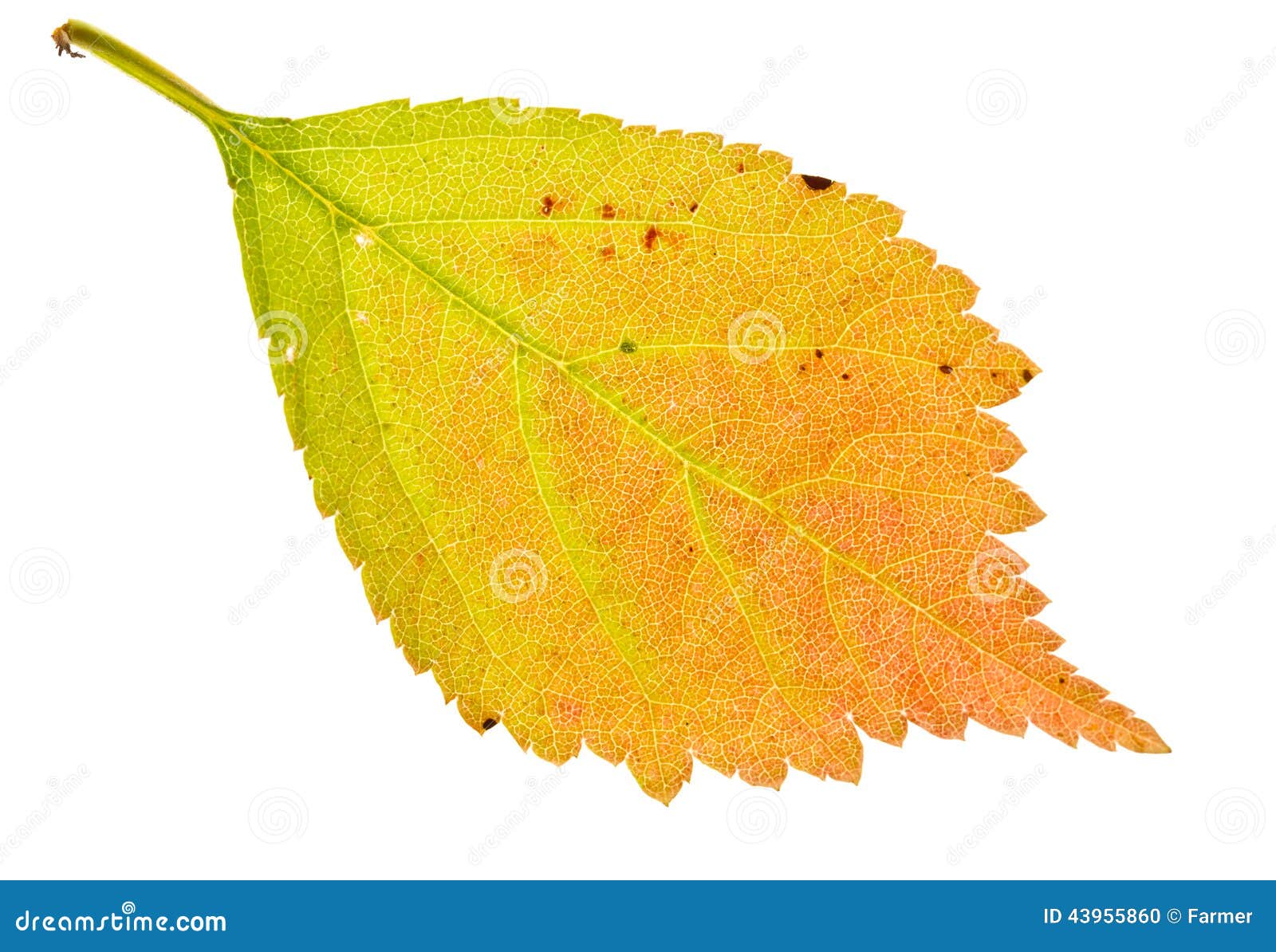 Autumn sakura leaf stock photo. Image of background, october - 43955860
