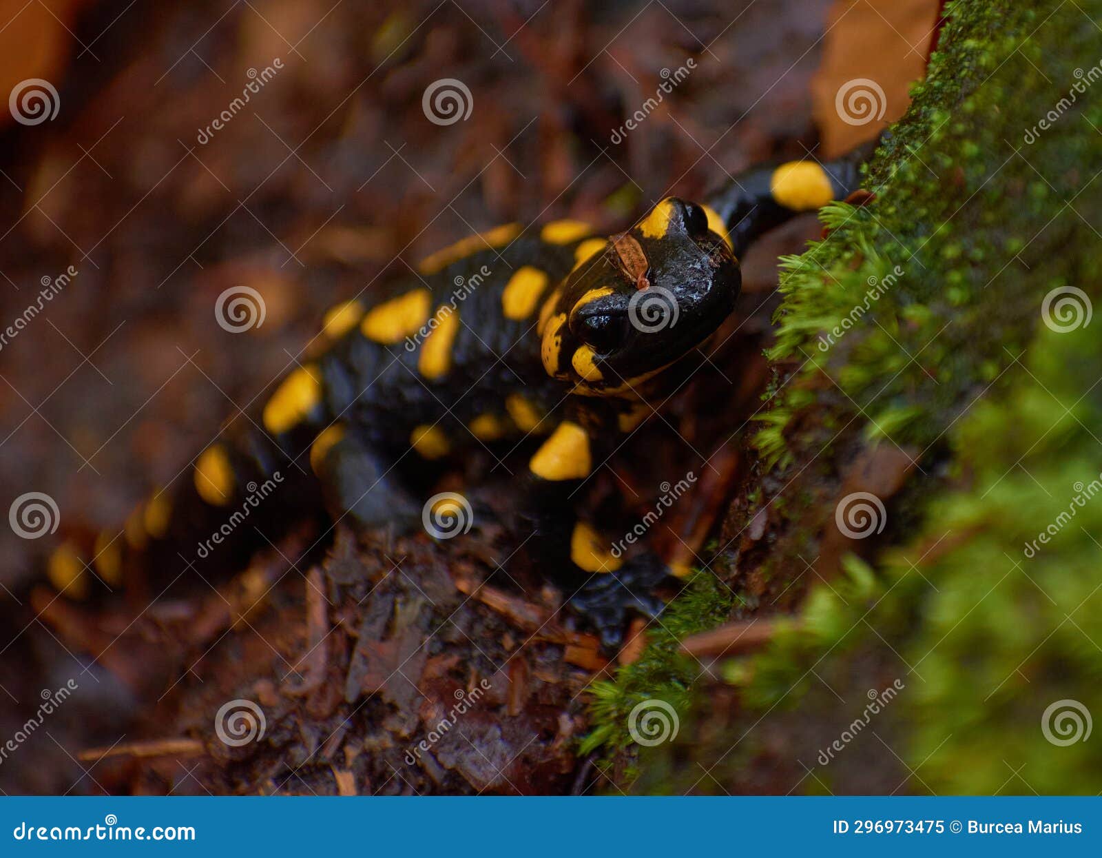 Autumn Salamander in the Forest Standing on the Tree Trunk 01 Stock ...