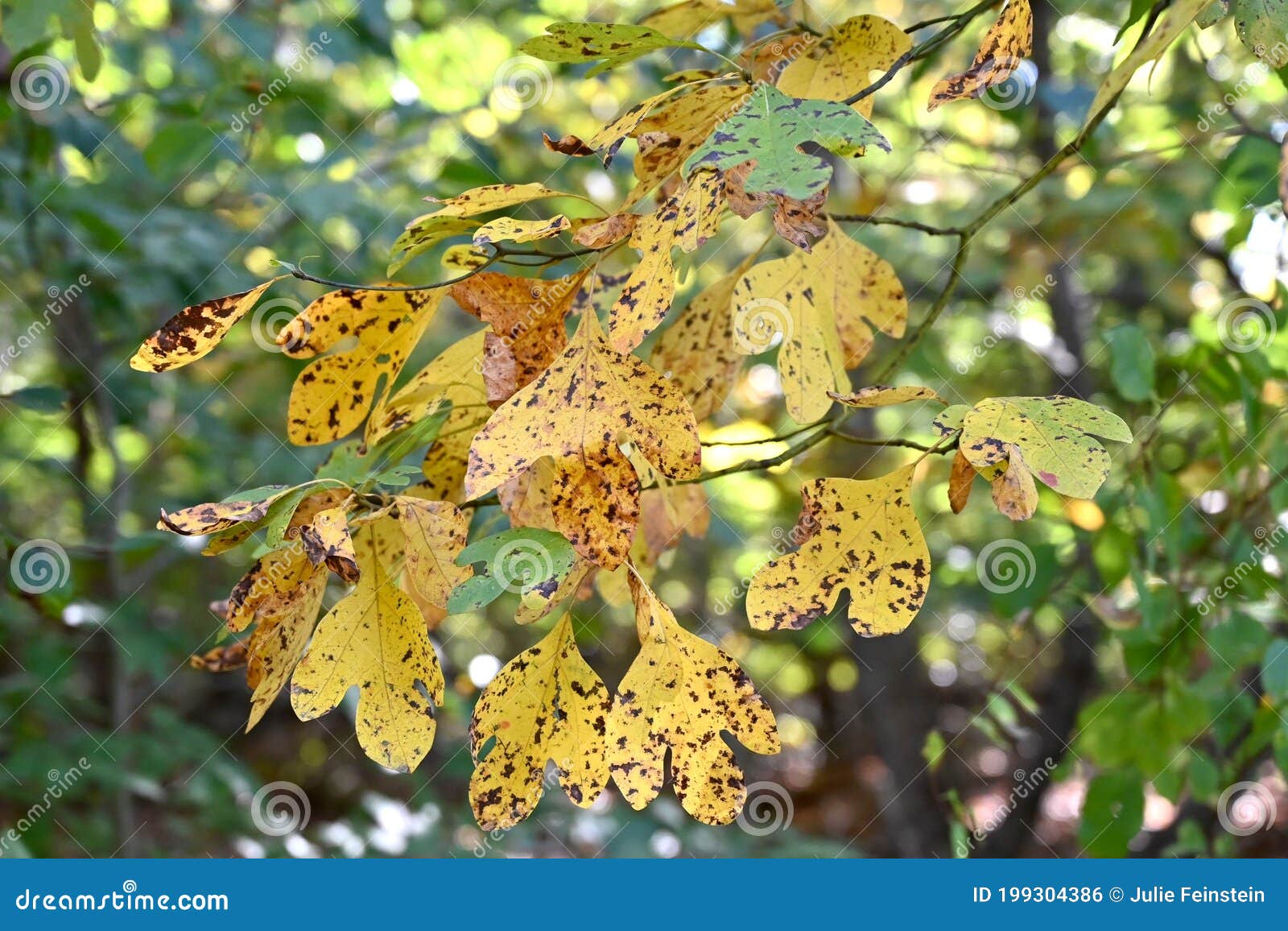 Autumn Sassafras stock photo. Image of sapling, lobed - 199304386