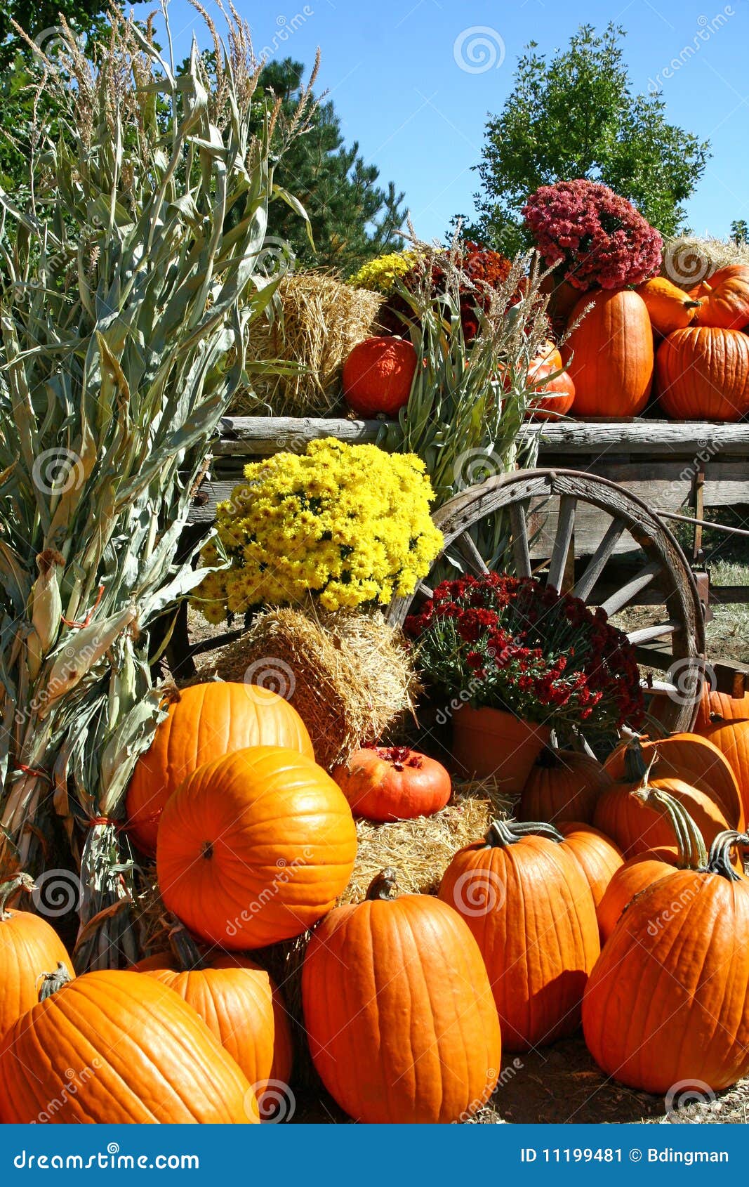 Autumn Scene stock image. Image of colour, colourful - 11199481