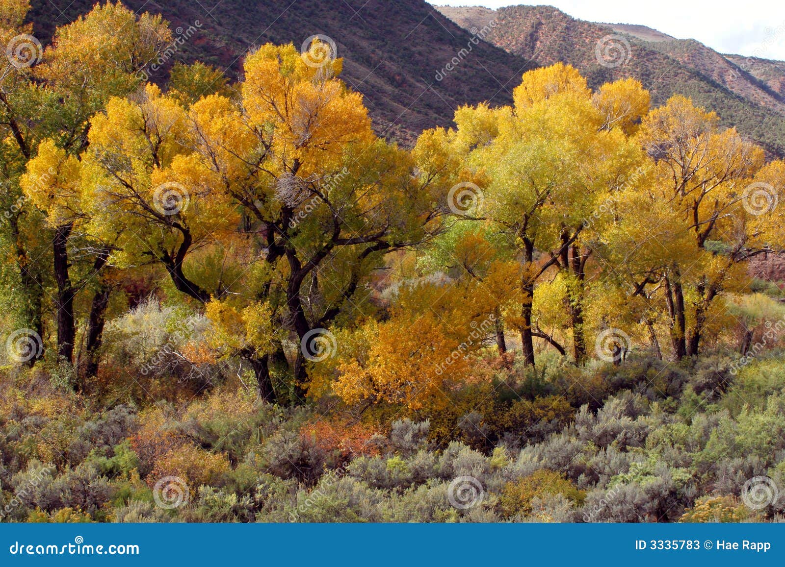 Autumn scene stock image. Image of colorado, nature, autum - 3335783