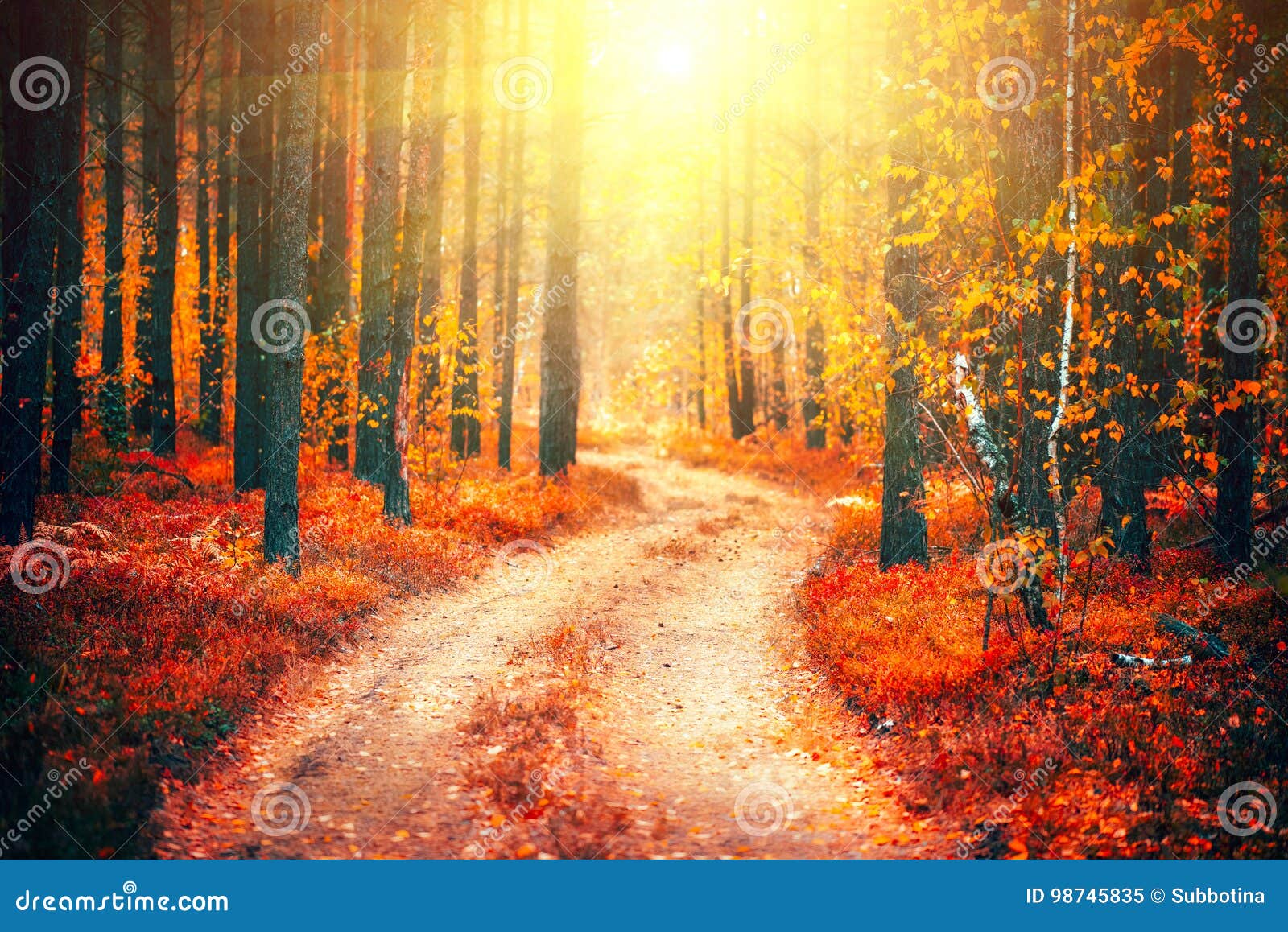 Autumn Scene. Beautiful Autumnal Park with Pathway Stock Image - Image ...