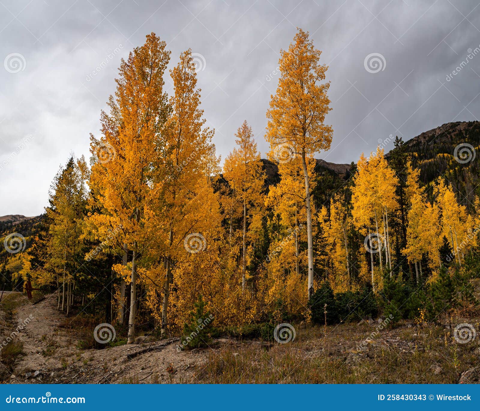Autumn Scene in Colorado with Aspen Trees Stock Image - Image of park ...