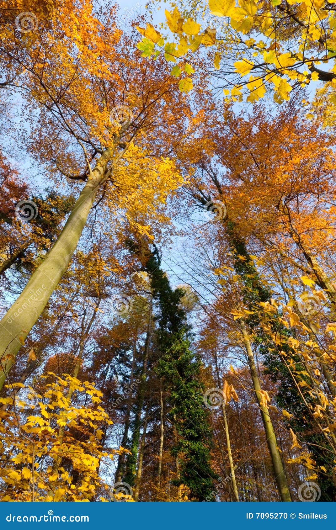 Autumn scene in the forest stock photo. Image of branches - 7095270