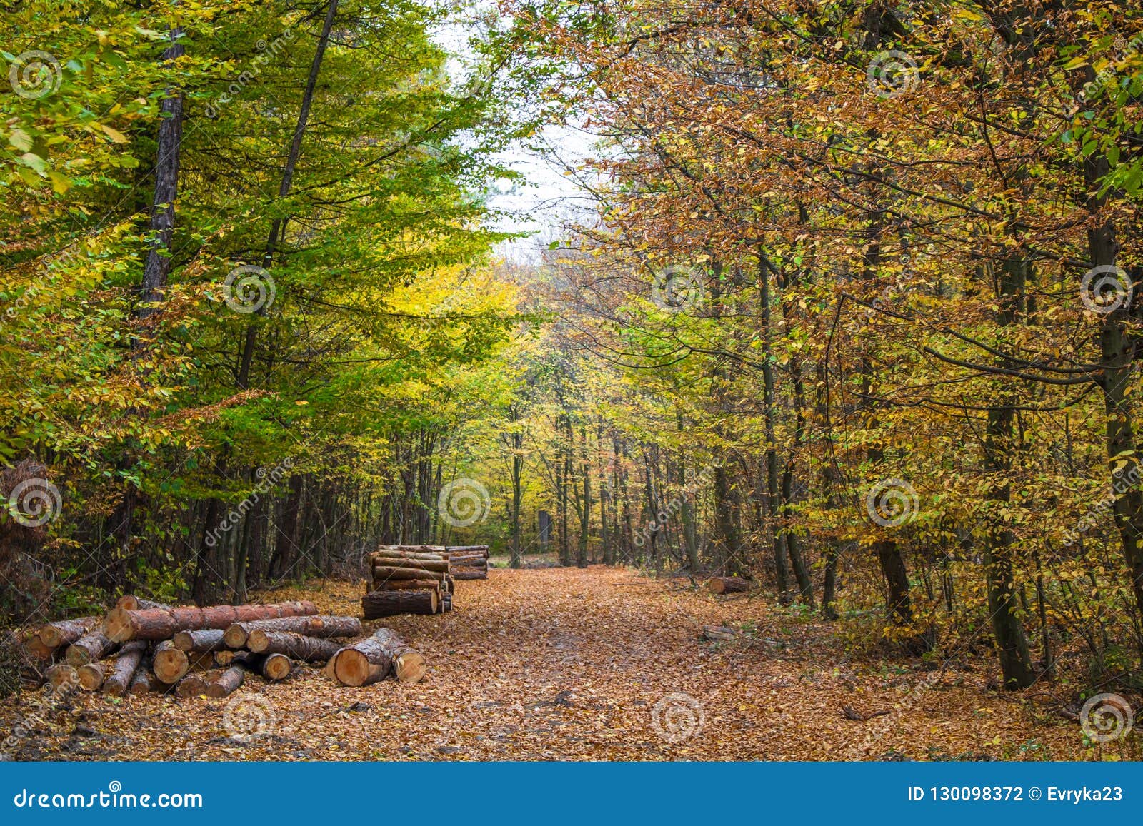 Autumn Scene in the Forest with Cut Woods Stock Photo - Image of ...
