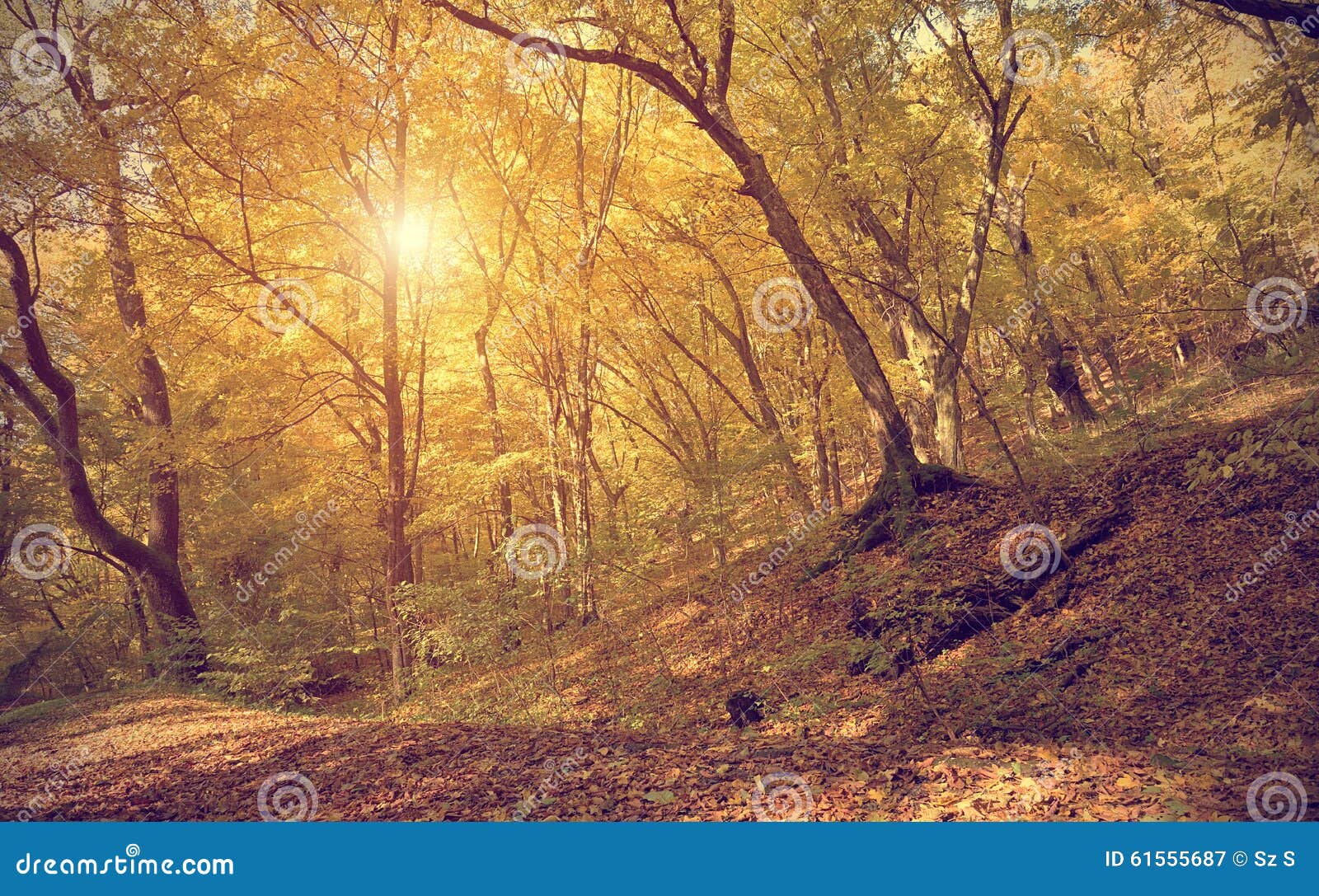 Autumn scene in the forest stock image. Image of background - 61555687