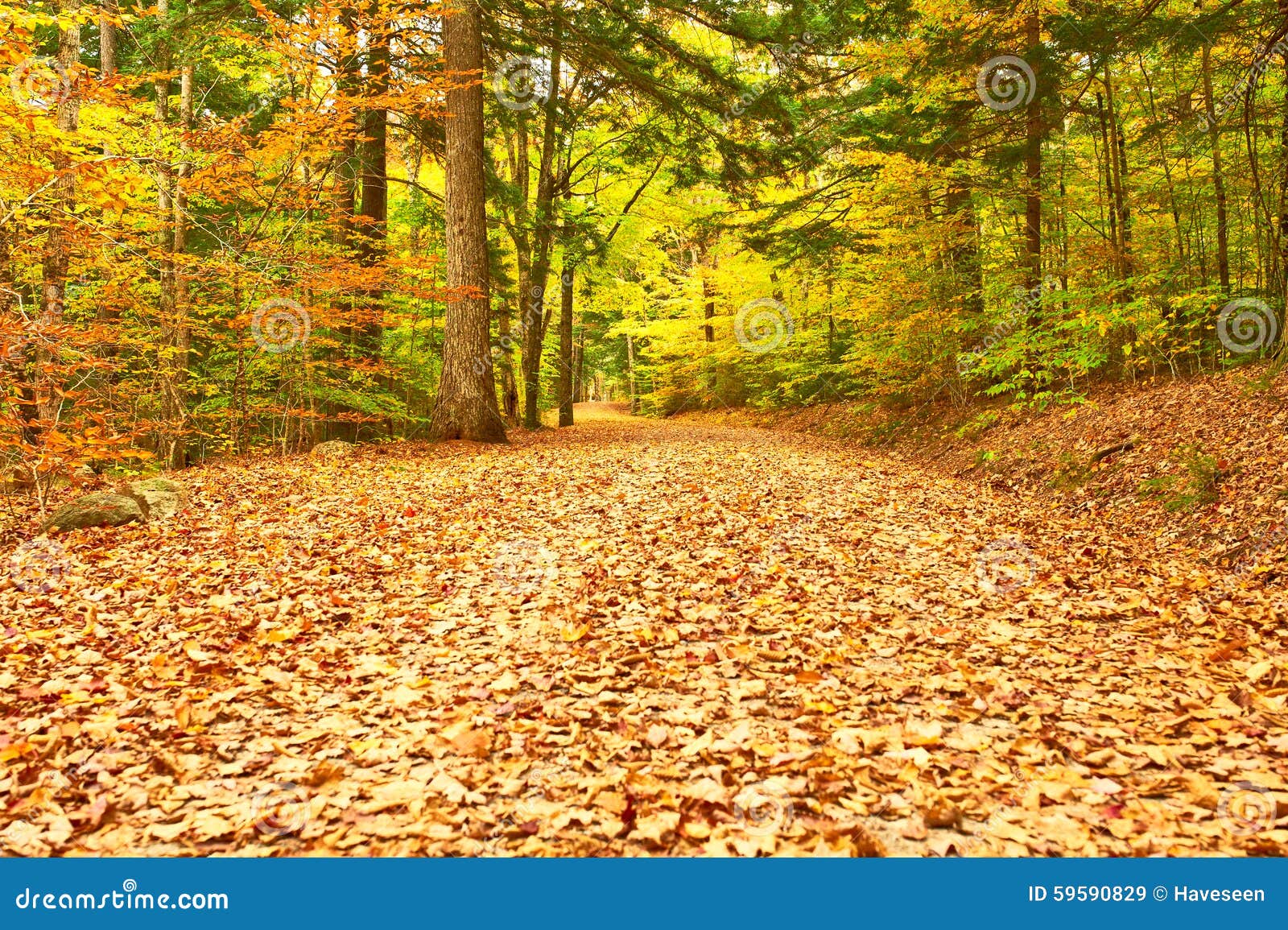 Autumn scene stock image. Image of beautiful, woods, path - 59590829