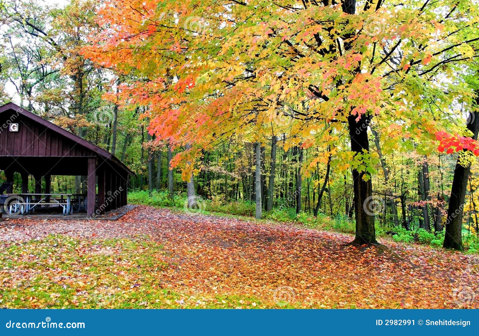 Autumn Scene in a Park stock image. Image of curve, morning - 2982991