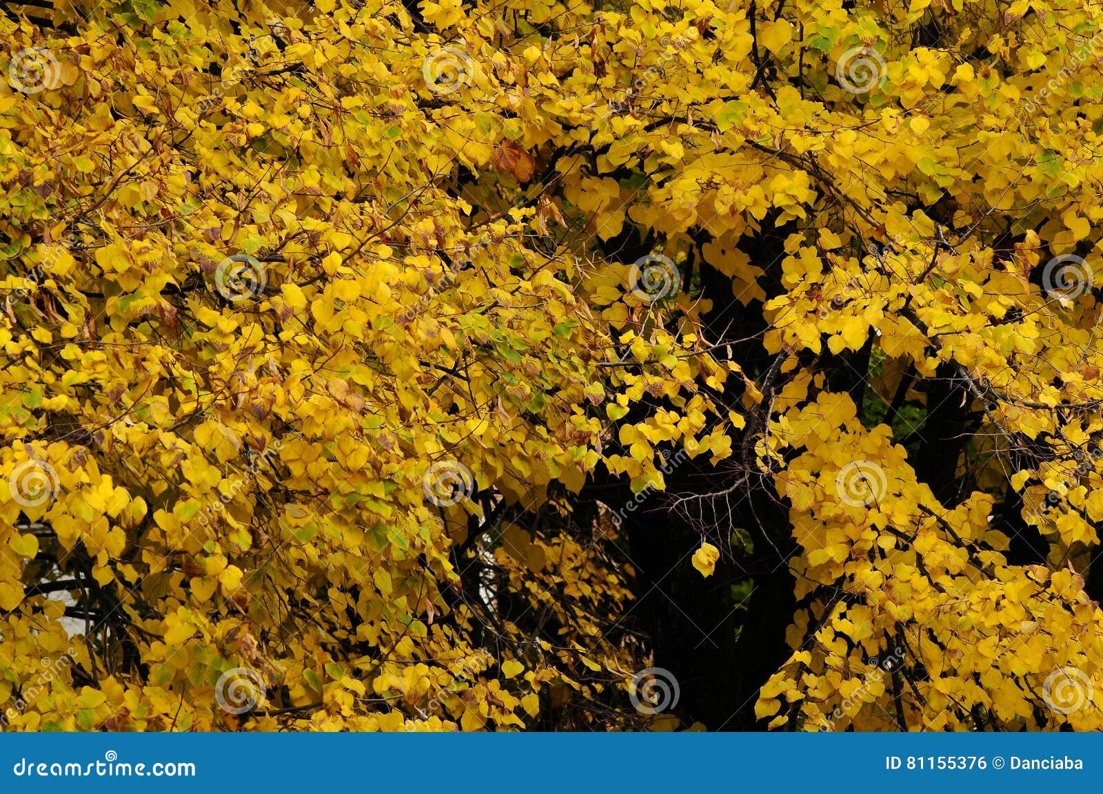 Autumn Scene in a Park at Florence. Stock Photo - Image of path, autumn ...