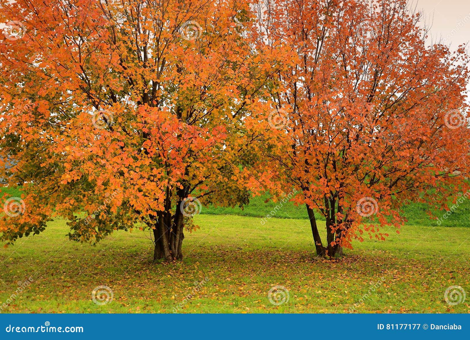 Autumn Scene in a Park at Florence. Stock Image - Image of path, autumn ...