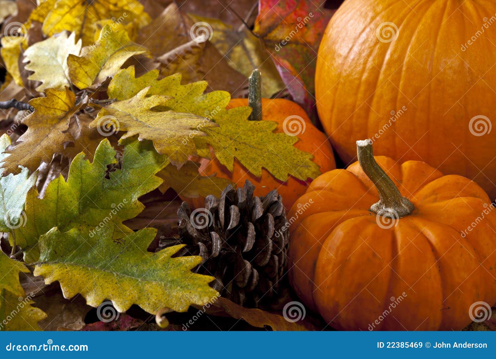 Autumn scene with pumpkins stock image. Image of food - 22385469