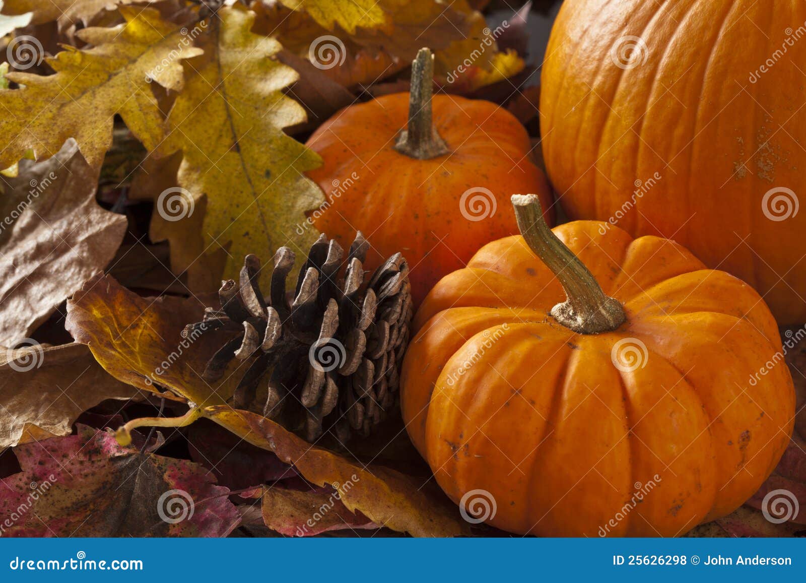 Autumn scene with pumpkins stock photo. Image of squash - 25626298