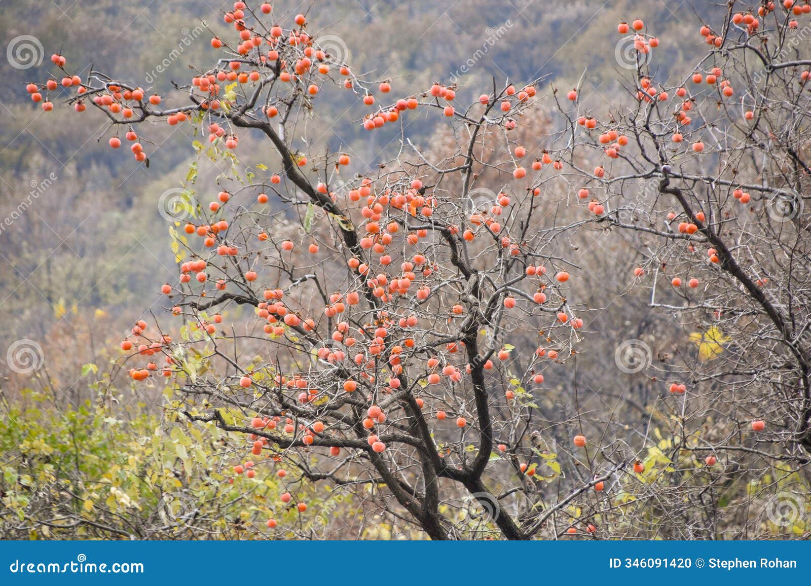 Autumn Scene with a Red Fruit Tree in Yuntaishan, China Stock Photo ...