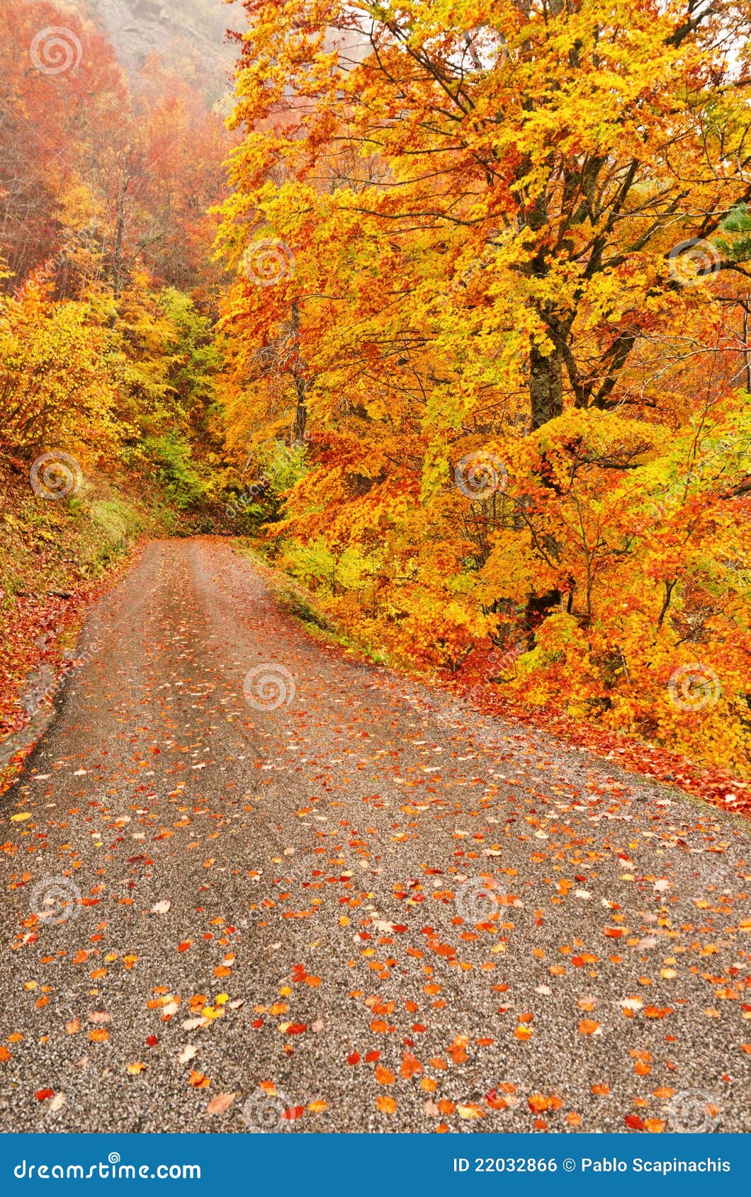 Autumn Scene of Road with Leaves Stock Photo - Image of park, trunk ...