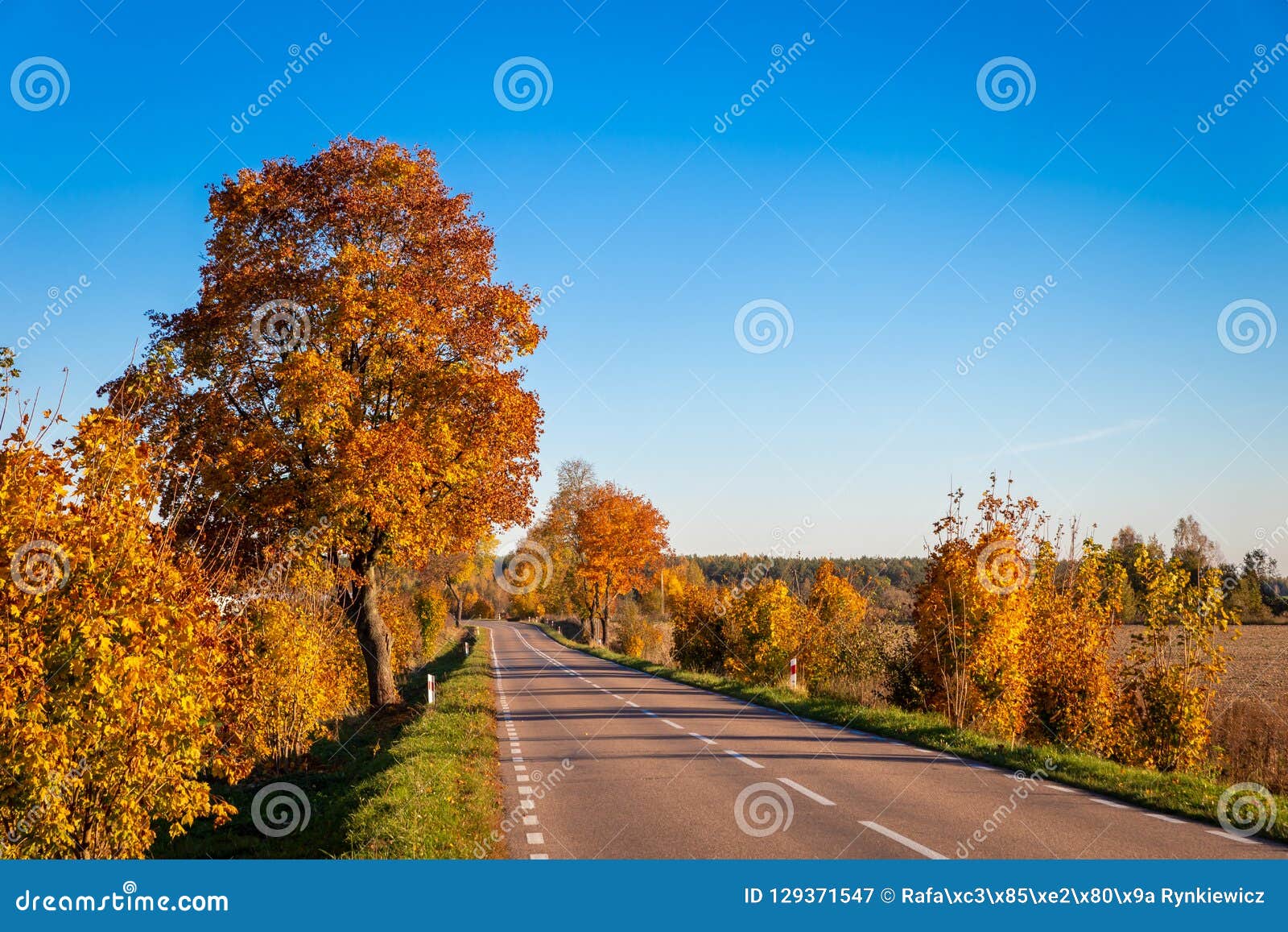 Autumn Scene with Road and Trees Stock Image - Image of leaf, outdoor ...