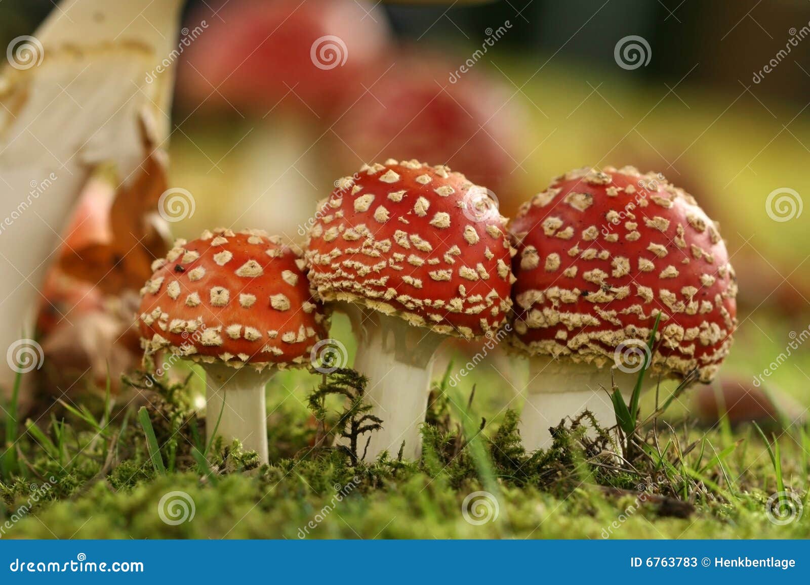 Autumn Scene: Three Little Toadstools Stock Image - Image of white ...