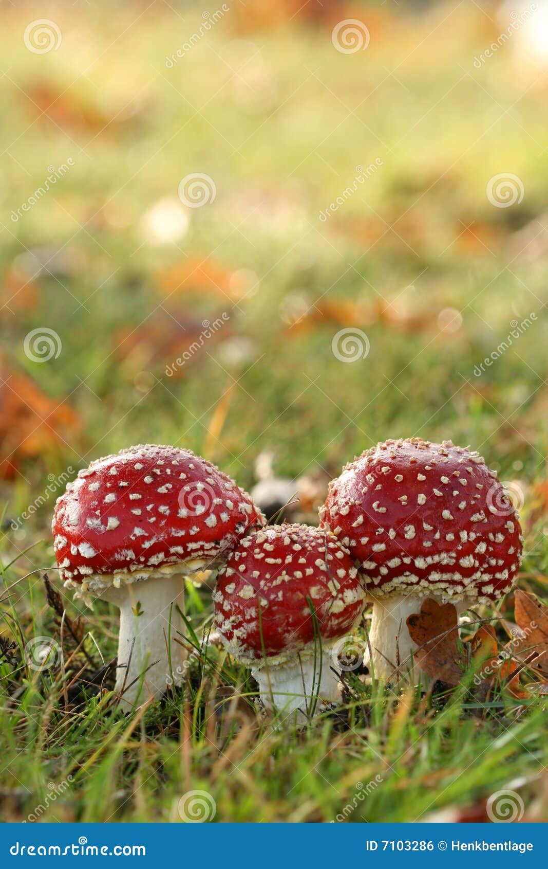Autumn Scene: Three Toadstools Stock Photo - Image of autumn, mushroom ...