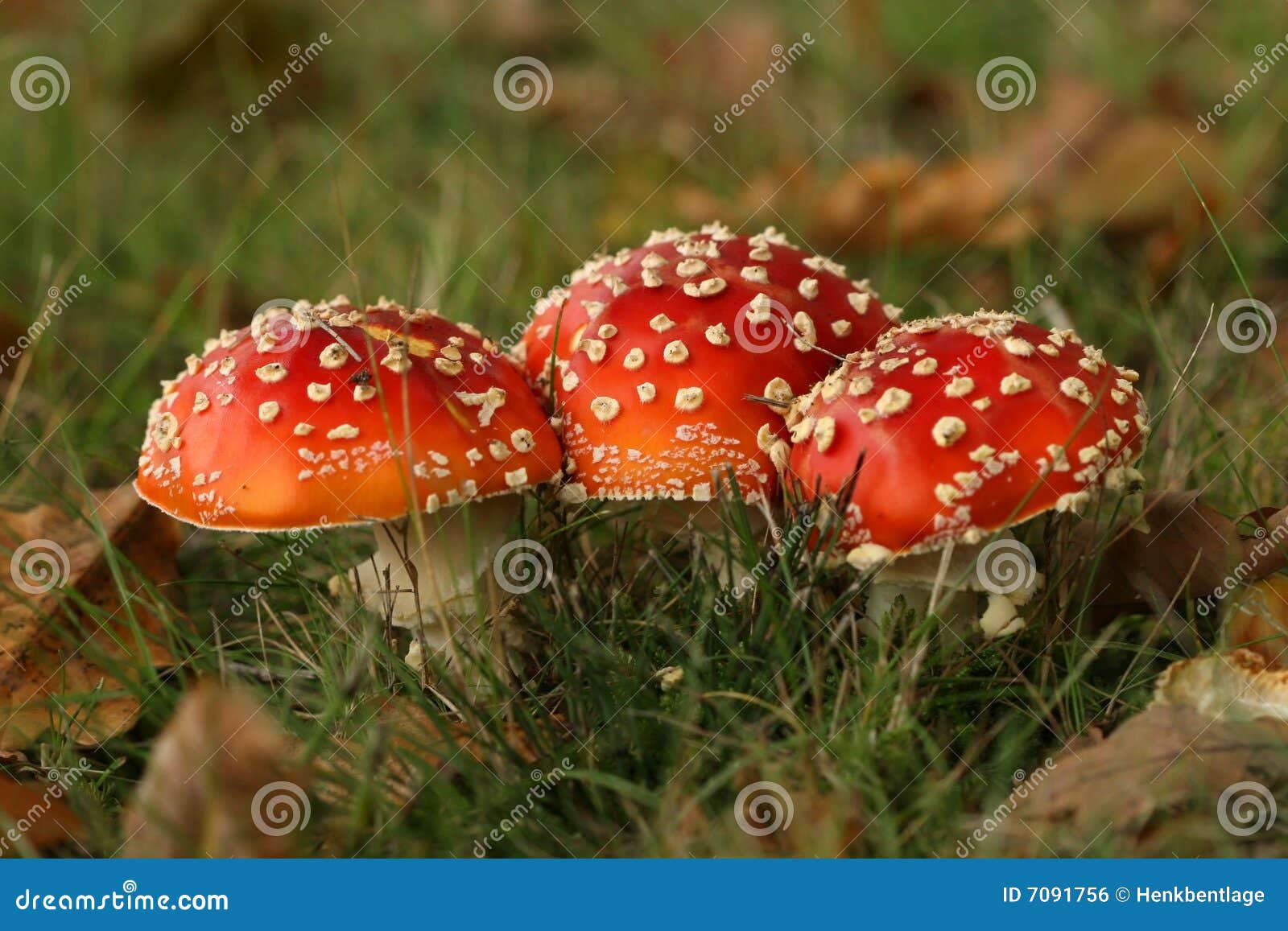 Autumn Scene: Three Toadstools Close Together Stock Photo - Image of ...