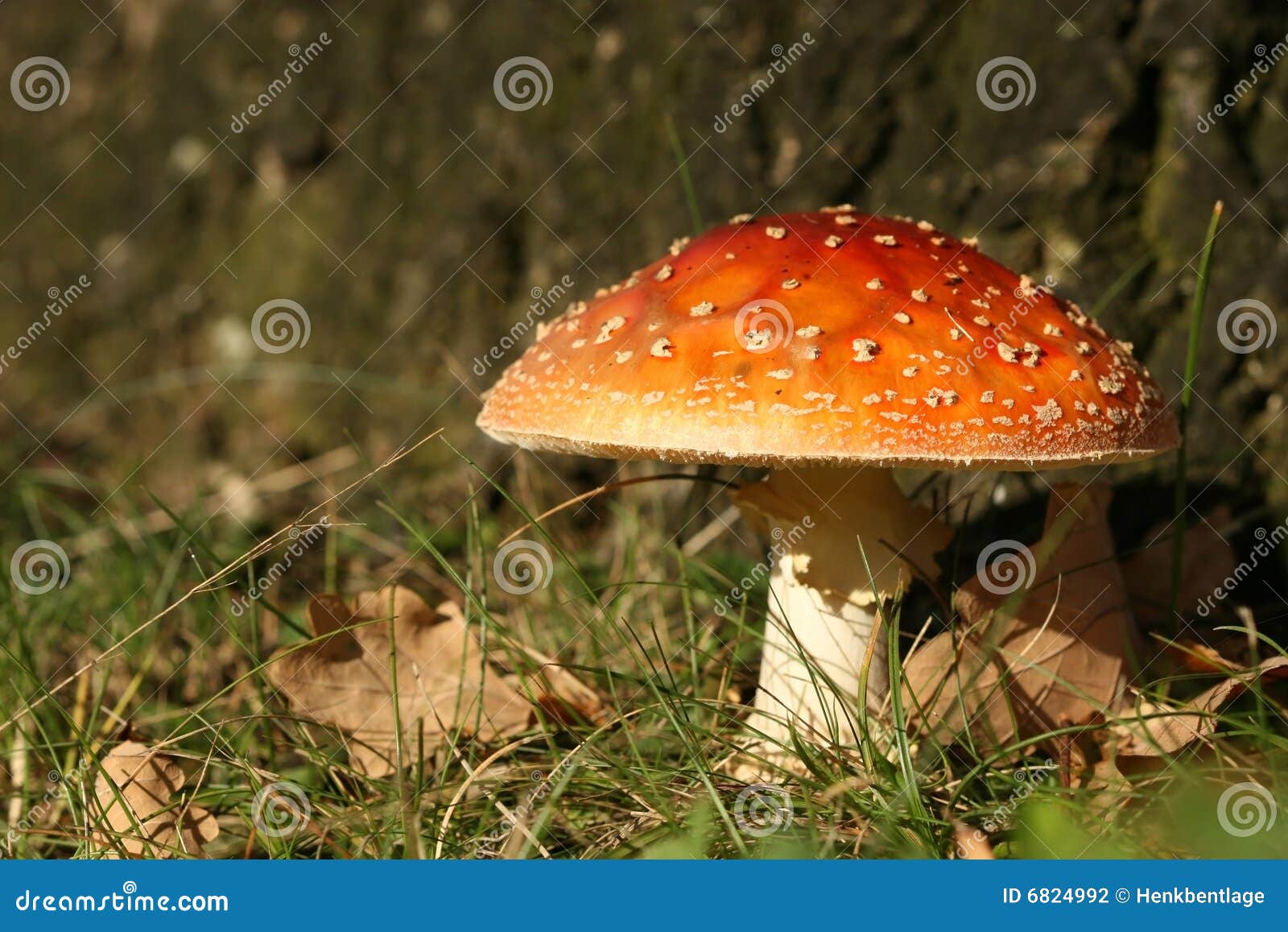 Autumn scene: toadstool stock photo. Image of autumn, grass - 6824992
