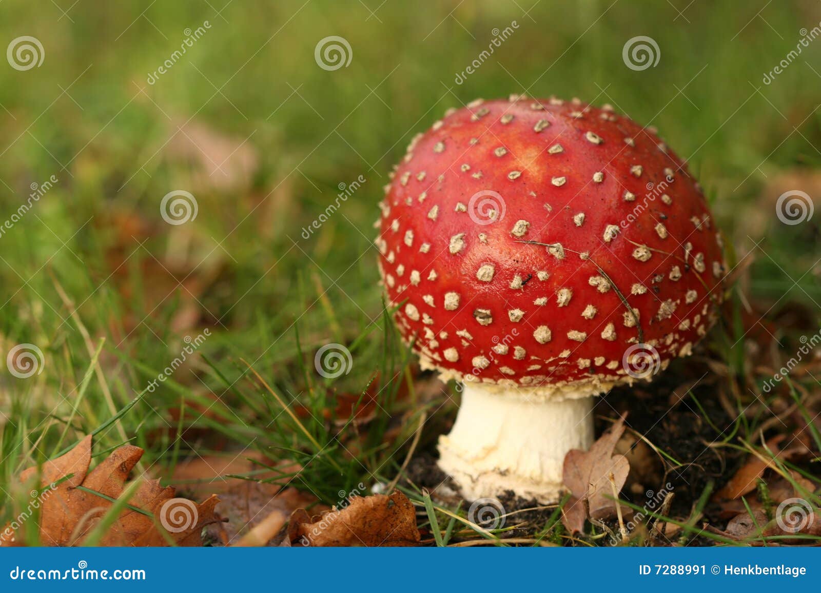 Autumn scene: Toadstool stock image. Image of fungus, grass - 7288991