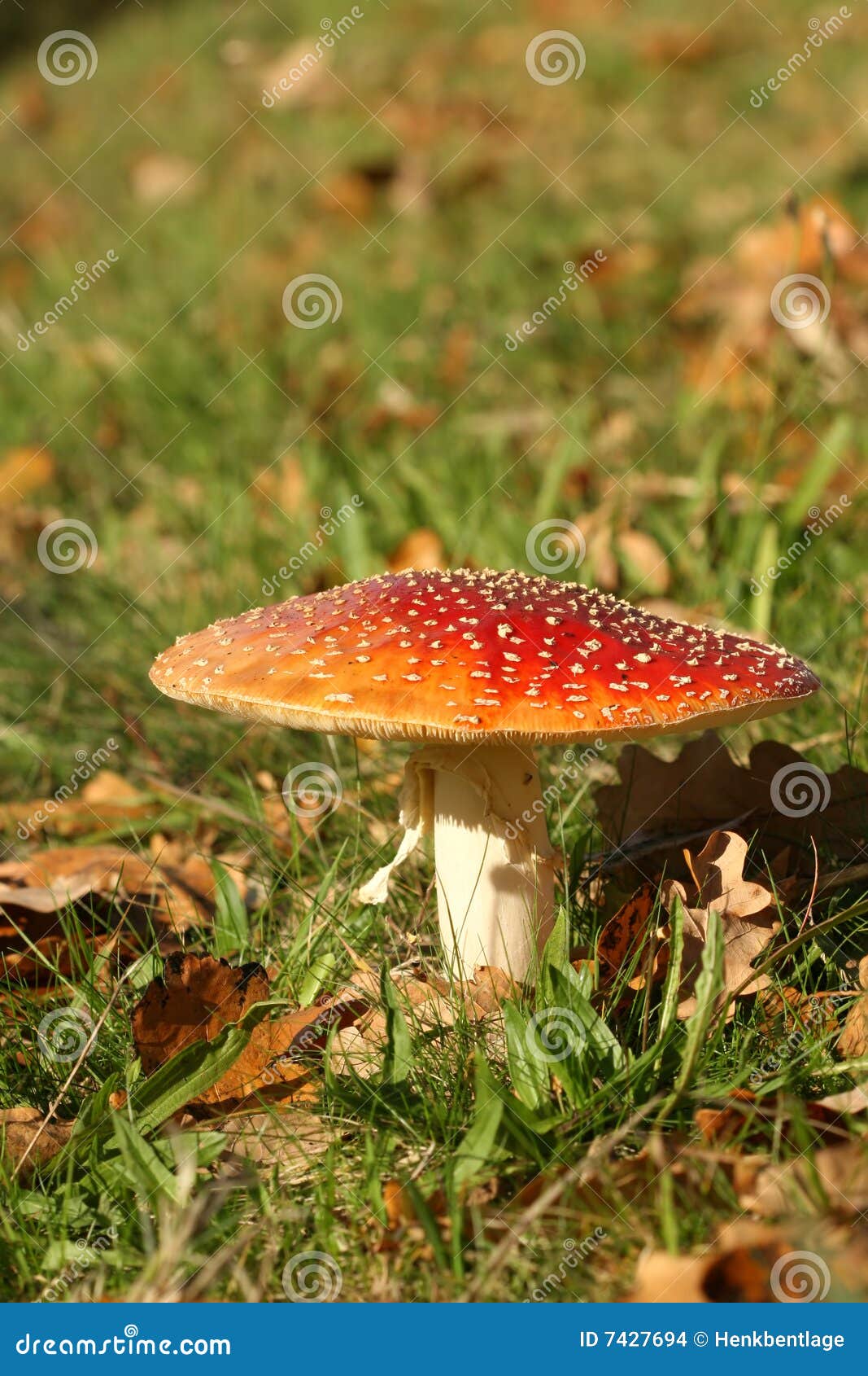 Autumn scene: toadstool stock photo. Image of toadstool - 7427694