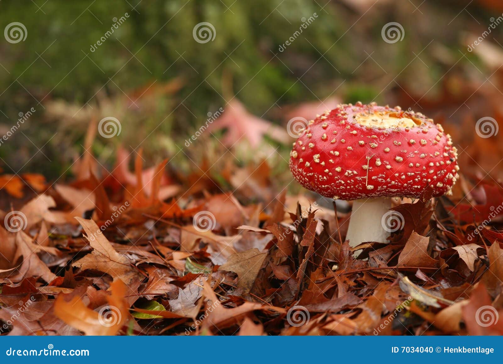 Autumn Scene: Toadstool in a Field of Leafs Stock Photo - Image of ...