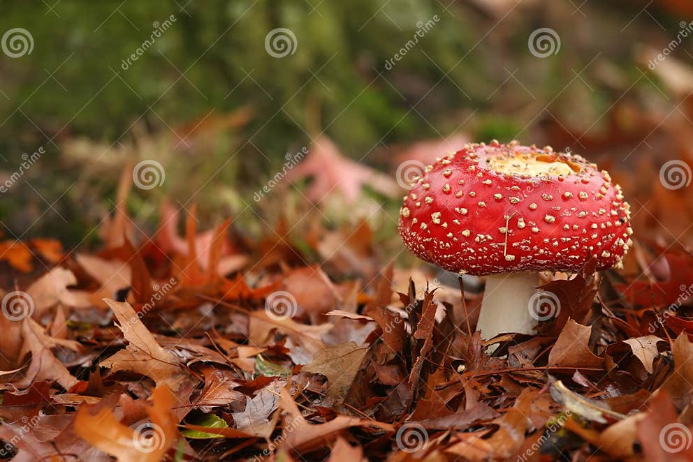 Autumn Scene: Toadstool in a Field of Leafs Stock Photo - Image of ...