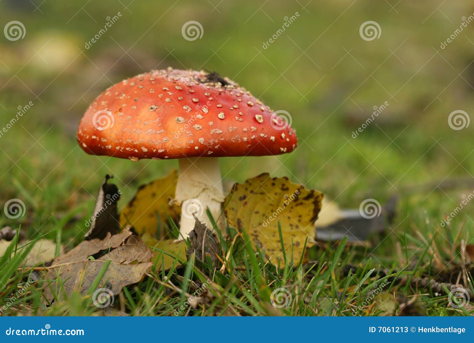 Autumn Scene: Toadstool with Leafs Stock Image - Image of autumn, white ...