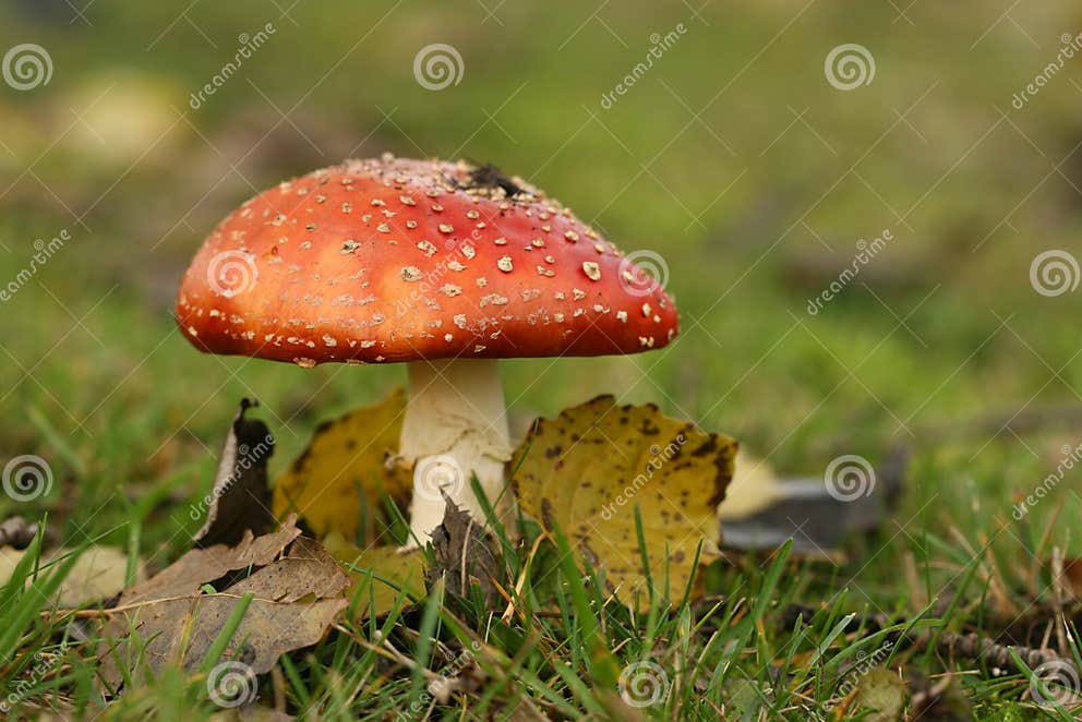 Autumn Scene: Toadstool with Leafs Stock Image - Image of autumn, white ...