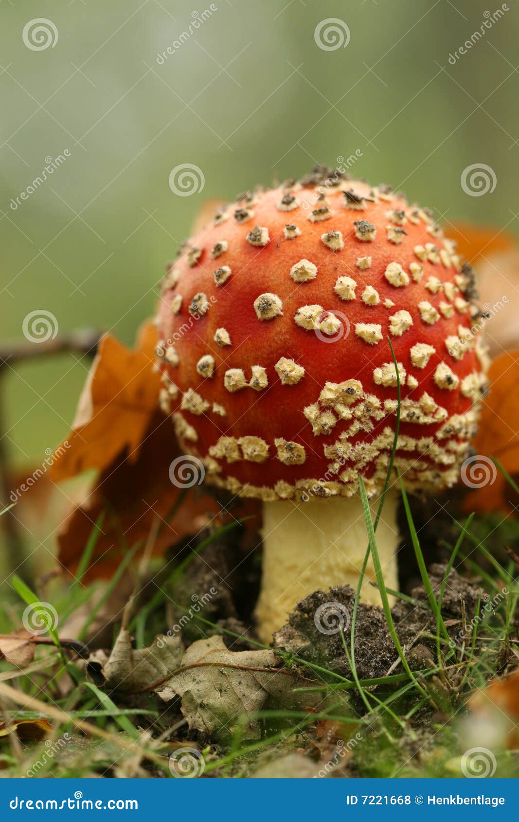 Autumn Scene: Toadstool with Leafs Stock Photo - Image of grass, brown ...
