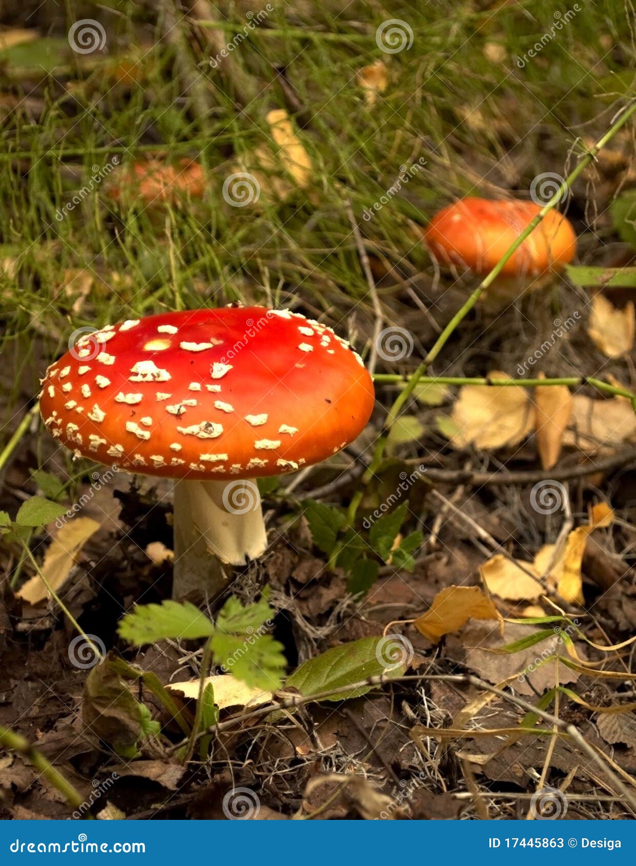 Autumn Scene: Toadstool Under Tree with Leafs Stock Image - Image of ...