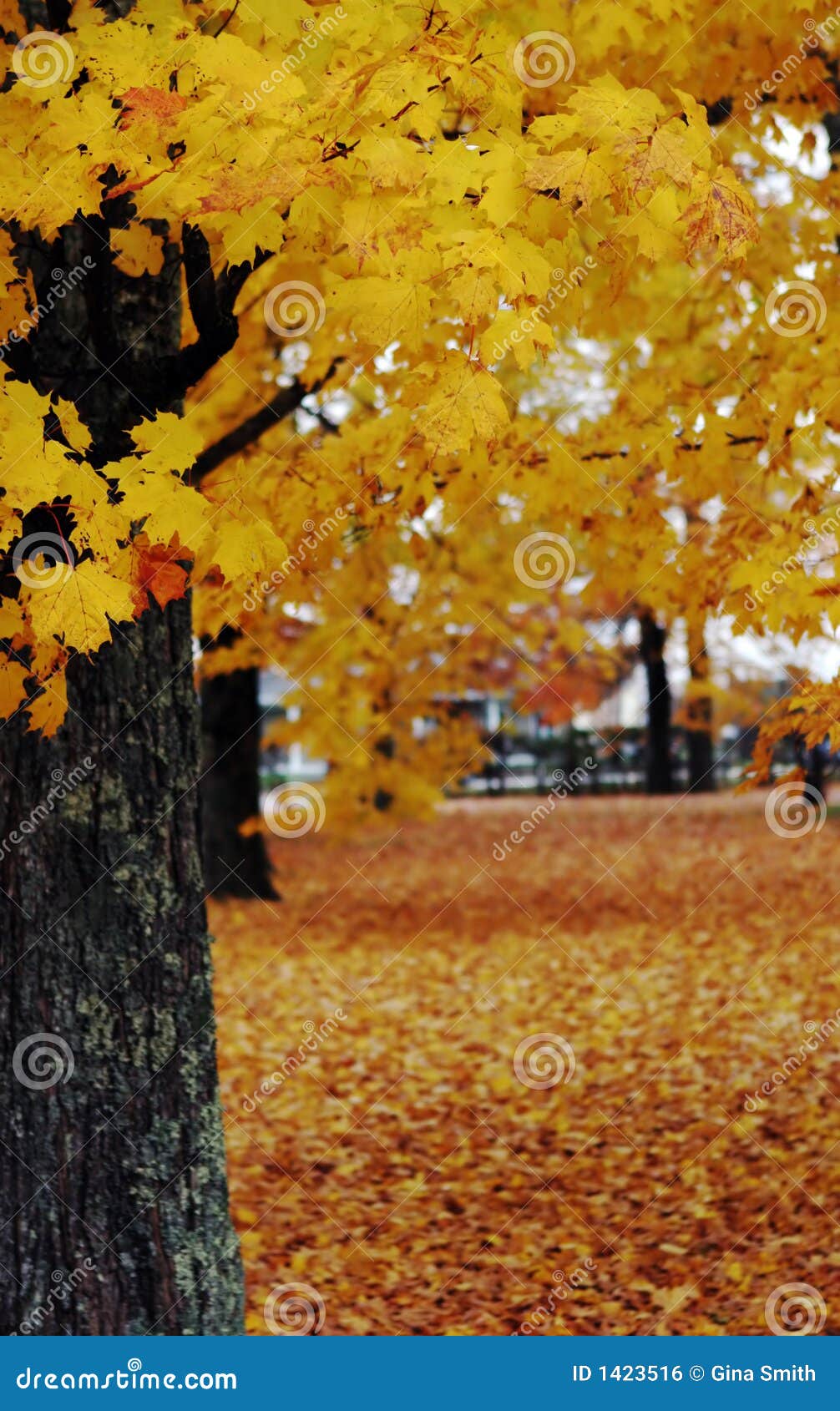 Autumn Scene with Tree in the Foreground Stock Photo - Image of ...