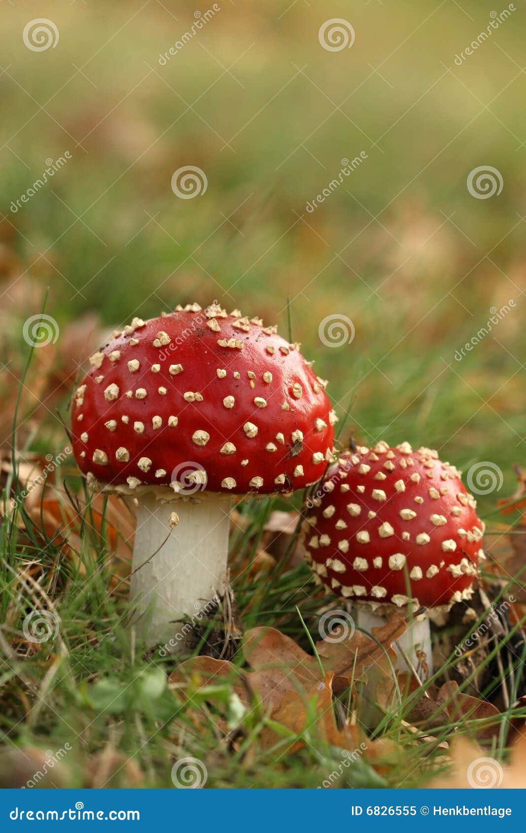 Autumn Scene: Two Toadstools Stock Image - Image of mushroom, fall: 6826555