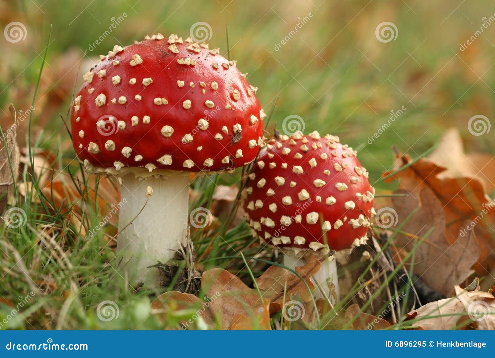 Autumn Scene: Two Toadstools Stock Image - Image of toadstool, fungus ...