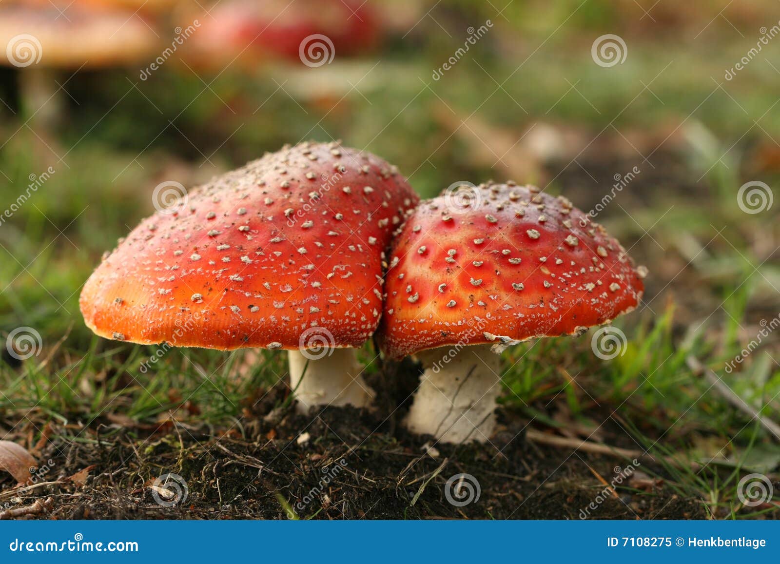 Autumn Scene: Two Toadstools Stock Image - Image of autumn, spot: 7108275