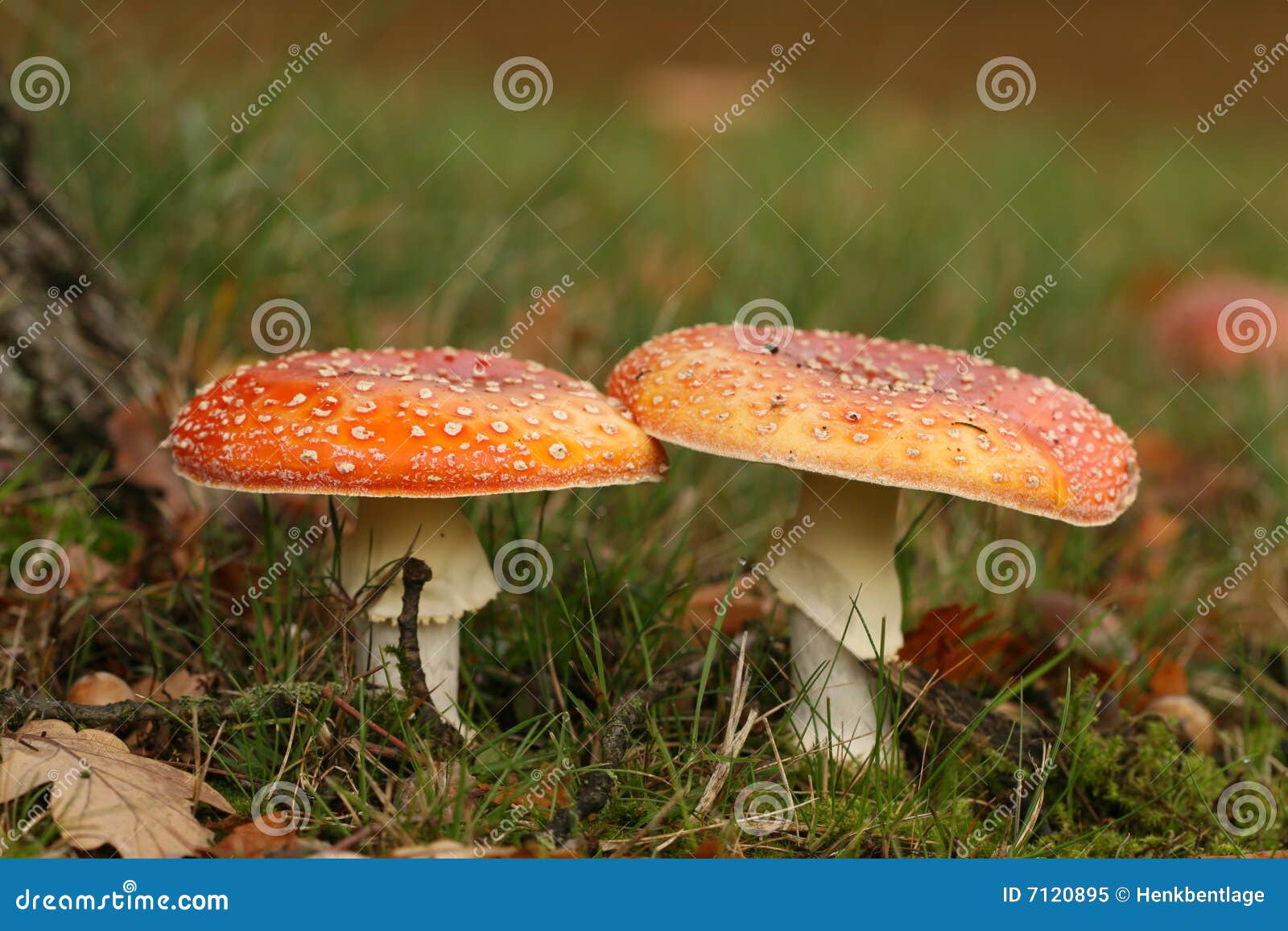 Autumn Scene: Two Toadstools Stock Image - Image of toadstool, white ...
