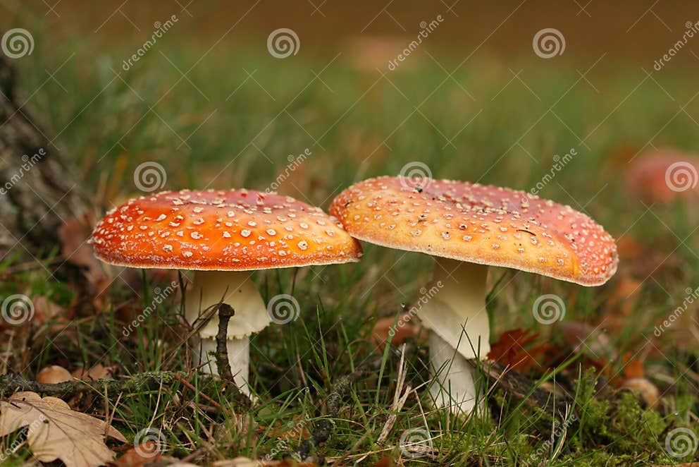 Autumn Scene: Two Toadstools Stock Image - Image of toadstool, white ...
