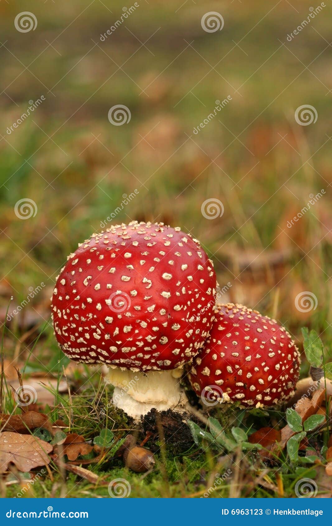 Autumn Scene: Two Toadstools Close Together Stock Image - Image of fall ...