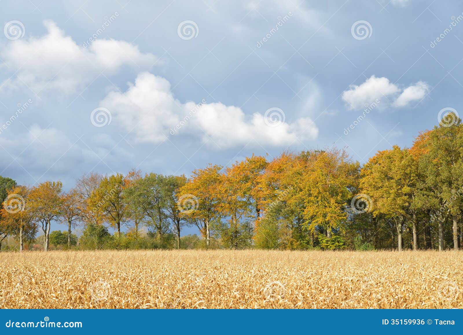 Autumn Scene with Wheat Field Stock Photo - Image of crops, europe ...