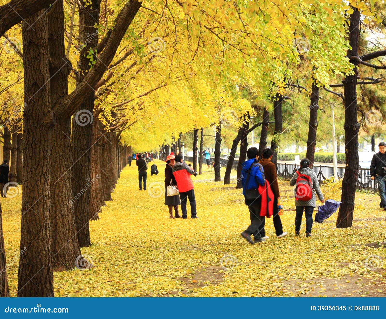 Autumn scenery in Beijing editorial image. Image of forest - 39356345