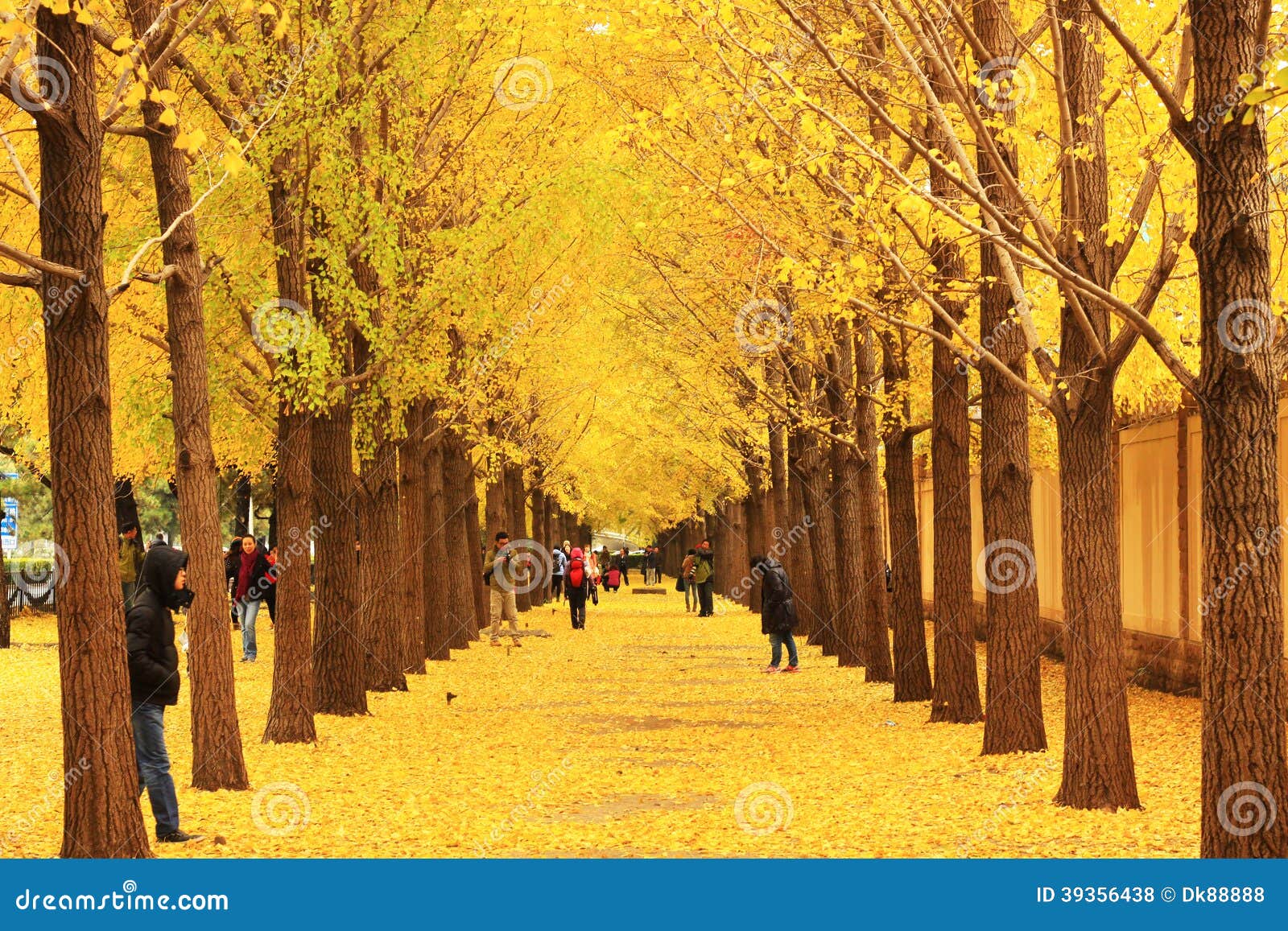 Autumn scenery in Beijing editorial stock photo. Image of gingko - 39356438