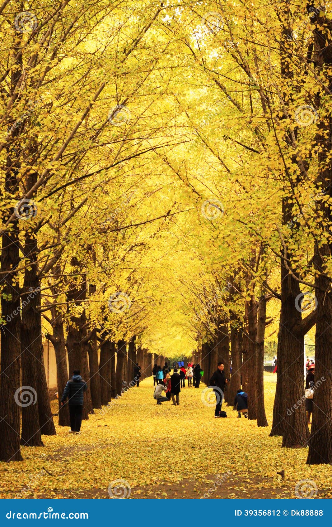 Autumn scenery in Beijing editorial photography. Image of gold - 39356812
