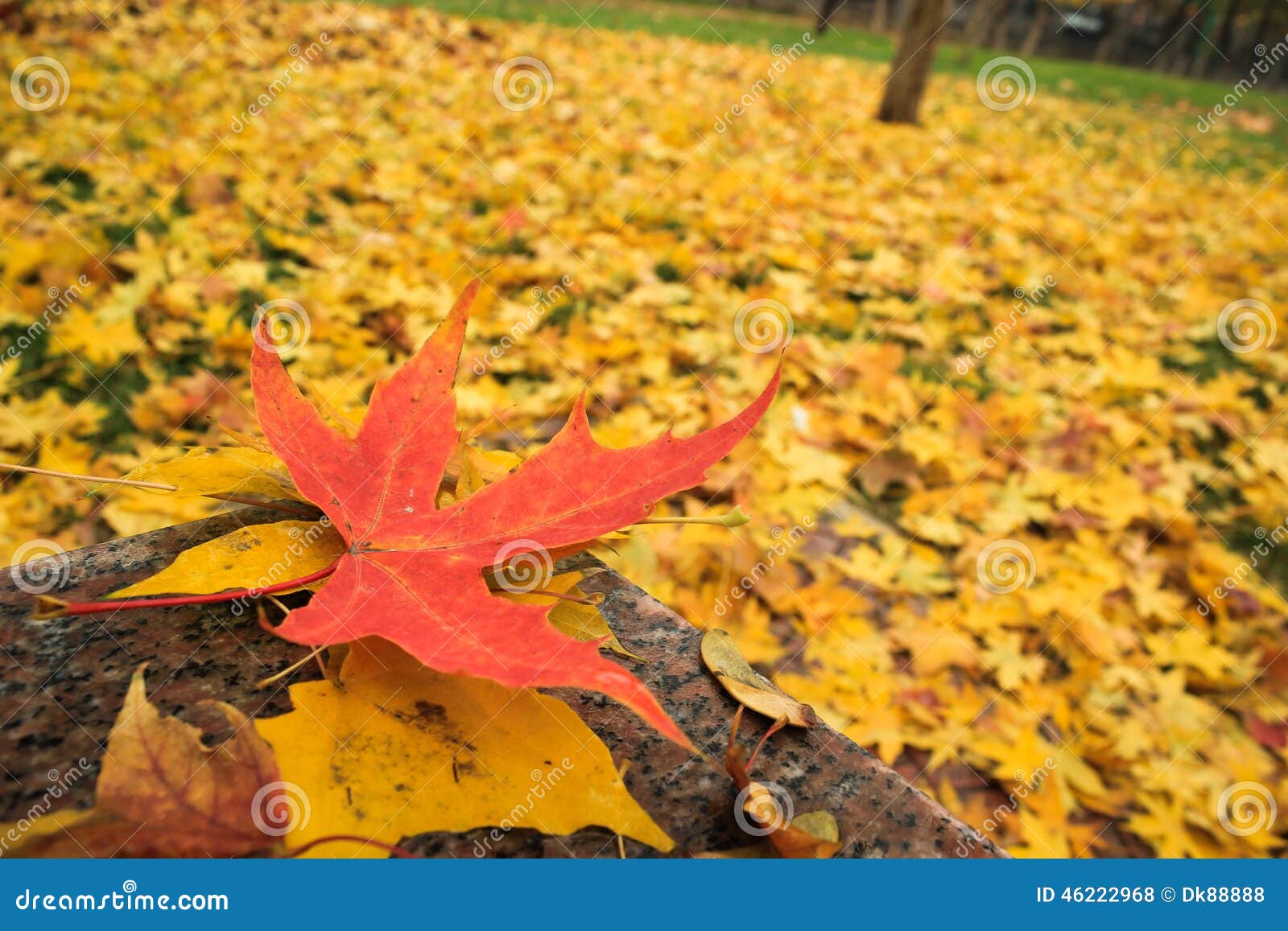 Autumn scenery in Beijing stock photo. Image of branches - 46222968