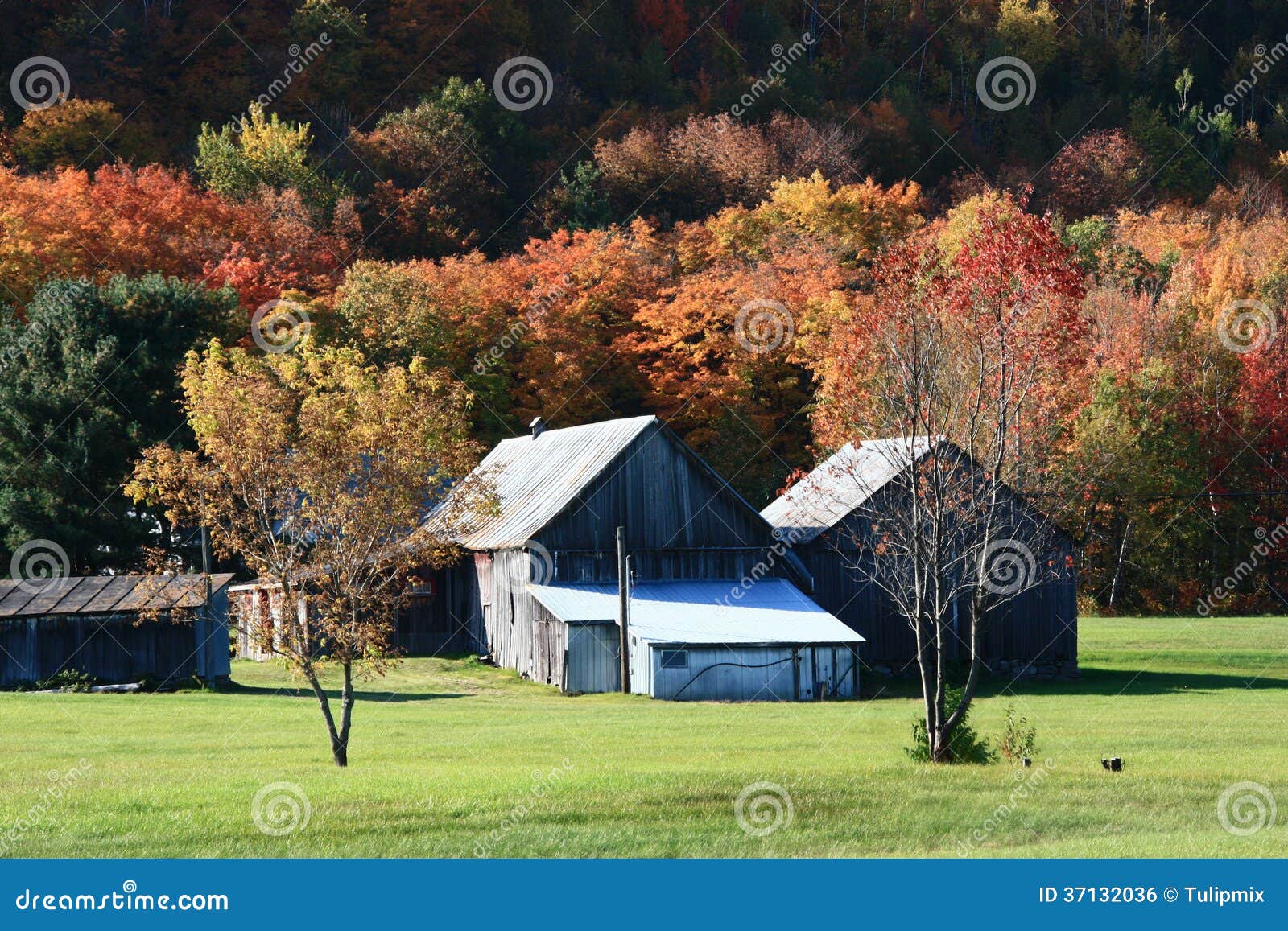 Autumn scenery in Canada stock photo. Image of maple - 37132036