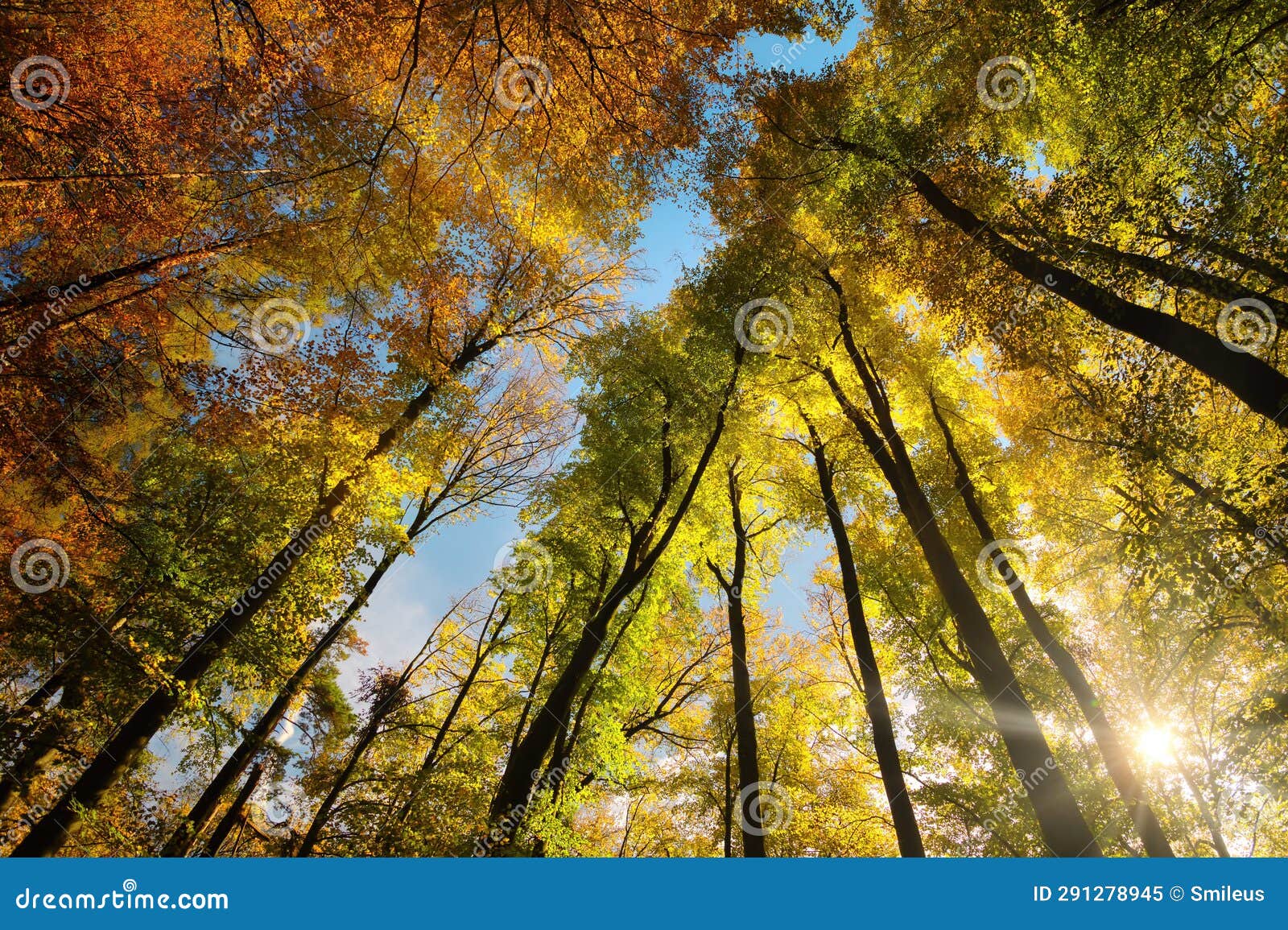 Autumn Scenery with a Canopy of Tall Trees Stock Image - Image of ...