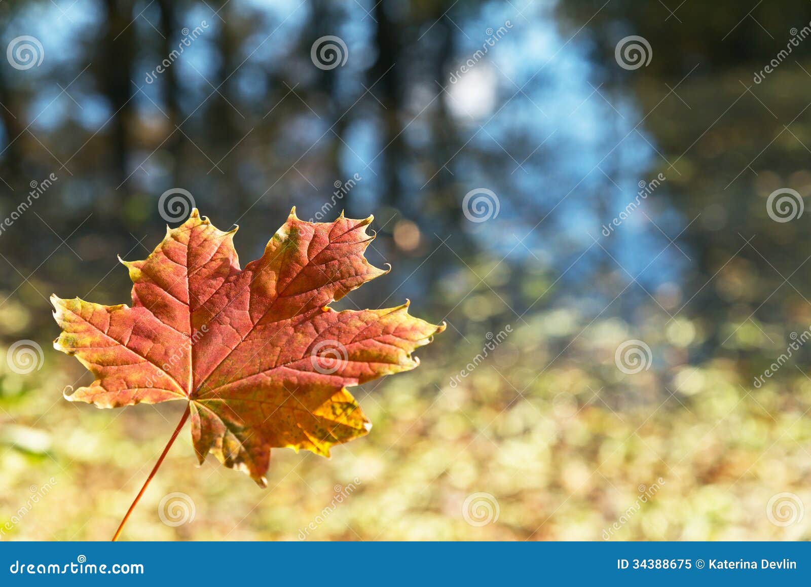 Autumn scenery stock image. Image of blade, colorful - 34388675