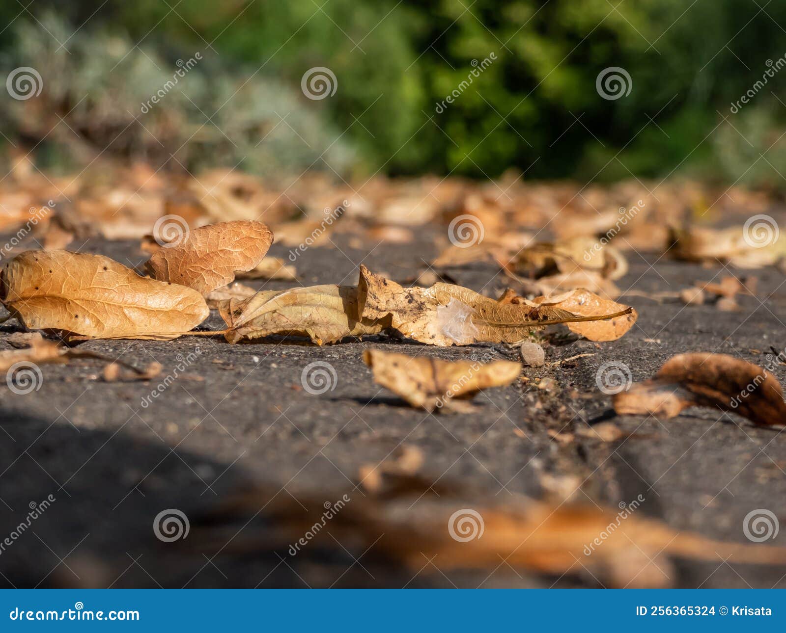 Dry, Brown, Fallen Tree Leaves on the Ground of a Path in a Park Stock ...