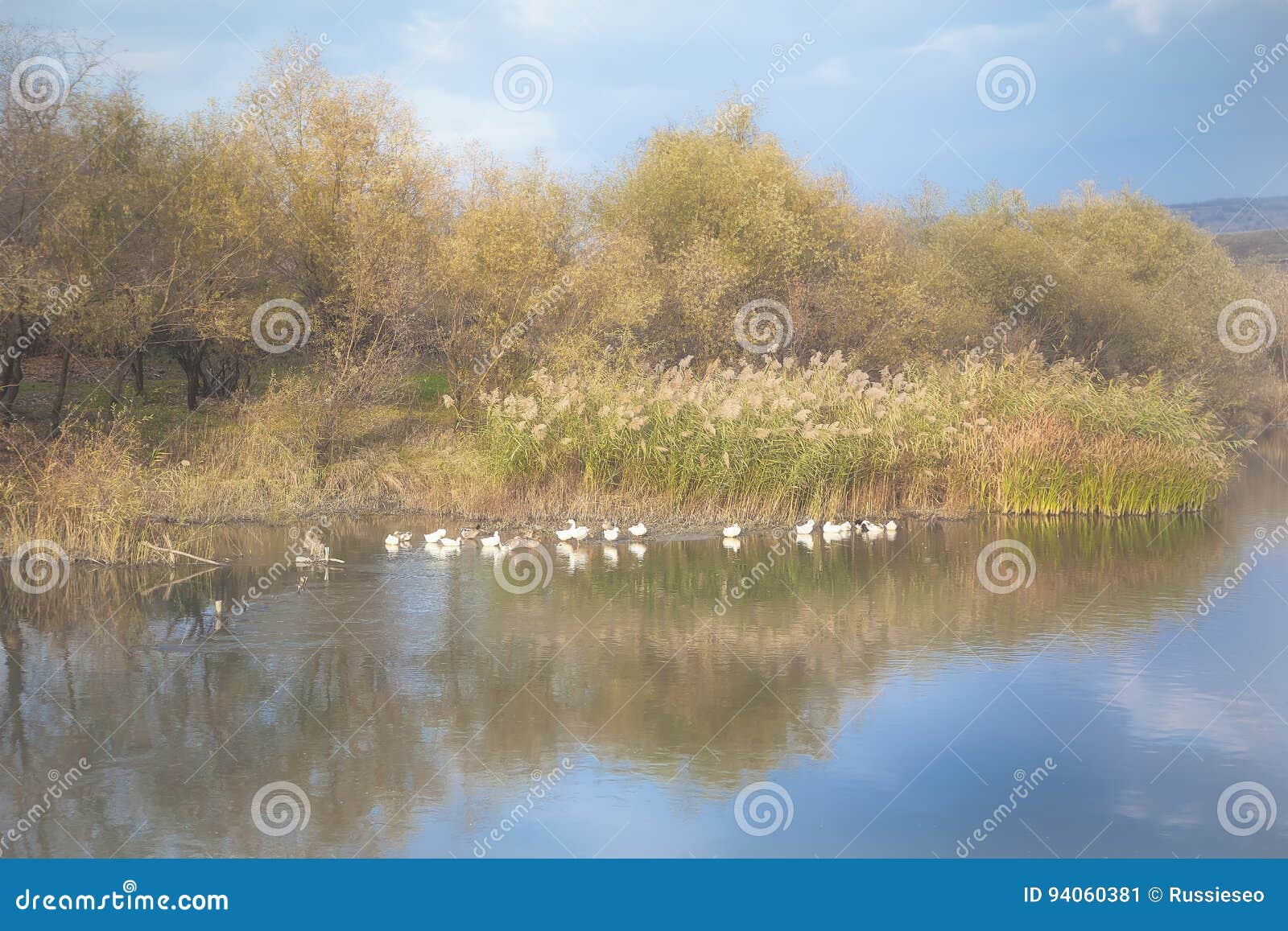 Autumn Scenery with Flock of Ducks Stock Image - Image of season, reed ...